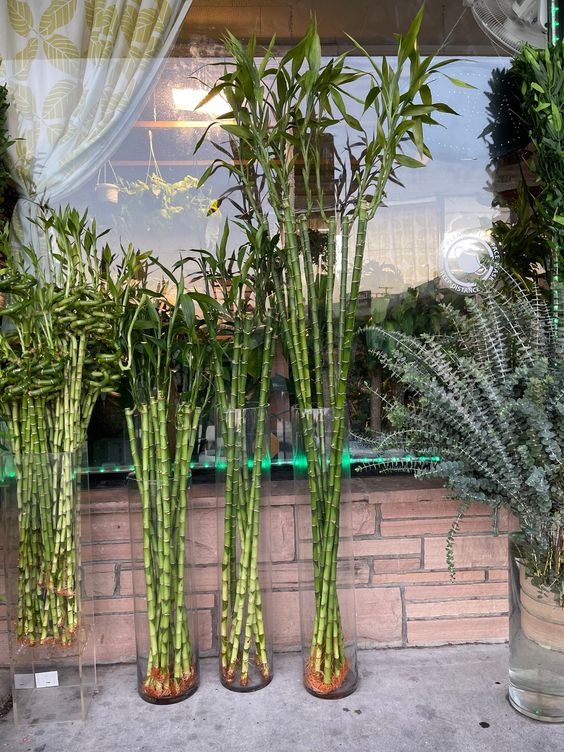 30 Feng Shui Plants: Living Room, Bedroom