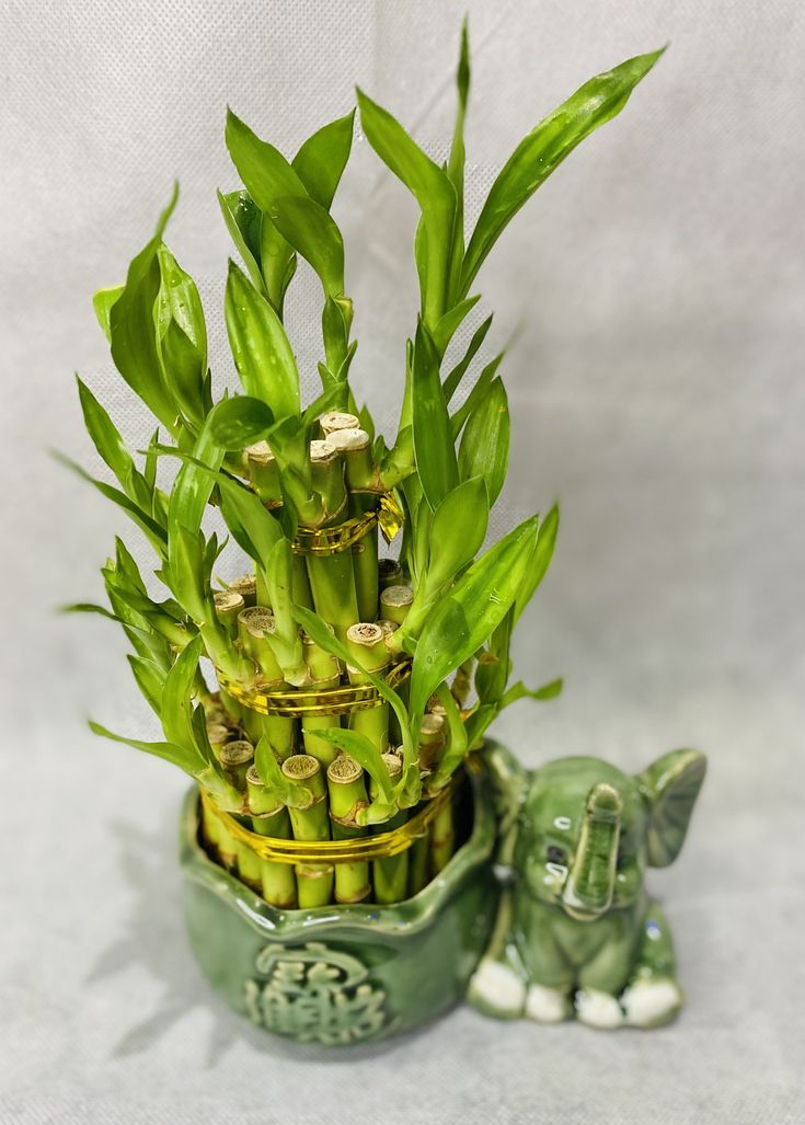 15+ Feng Shui Gifts for New Home: Different Rooms, Importance