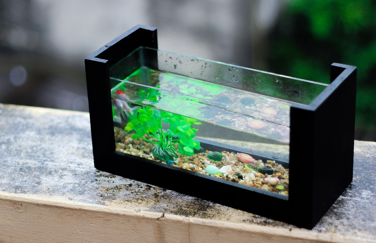 Latest fish tank designs in 2025