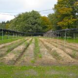 Naib-Tehsildar: Meaning, Role & Responsibilities in India